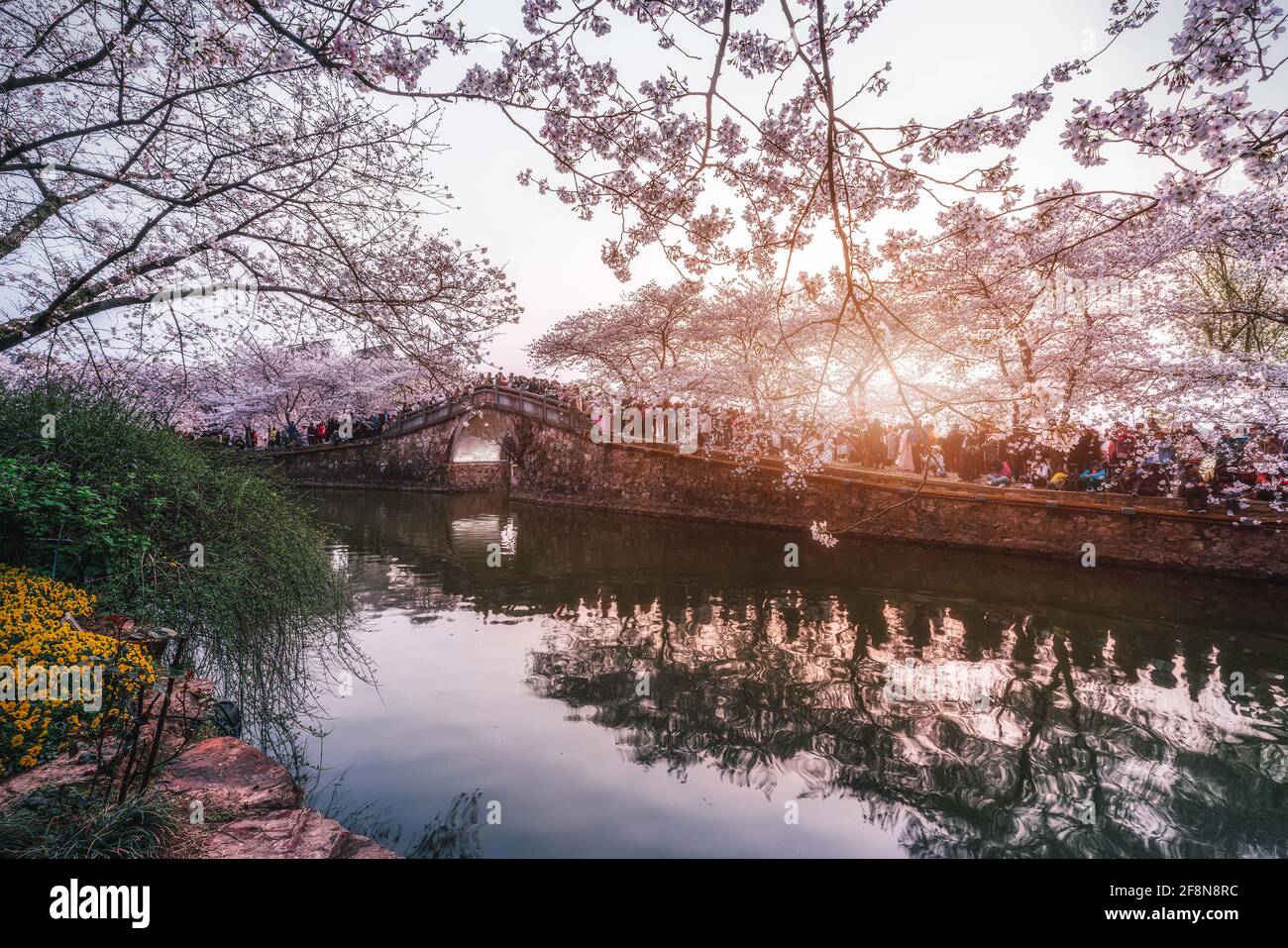 Landscape of the spring cherry blossoms, in Wuxi Yuantouzhu, also named "Turtle Head Isle" in ...