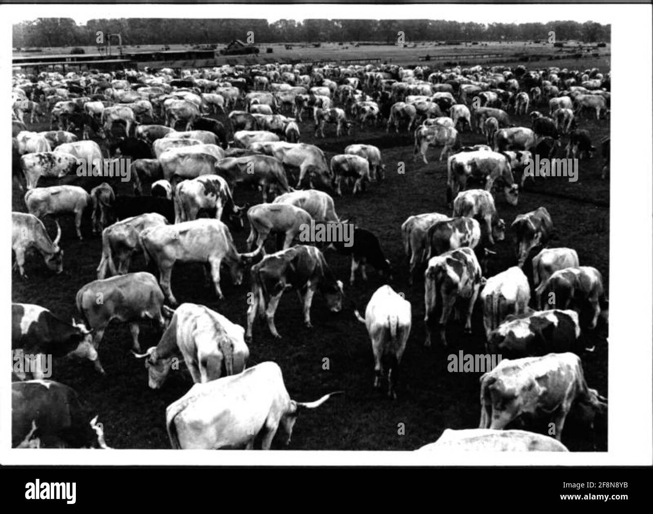 The first battle cattle in the Freudenau Stock Photo - Alamy