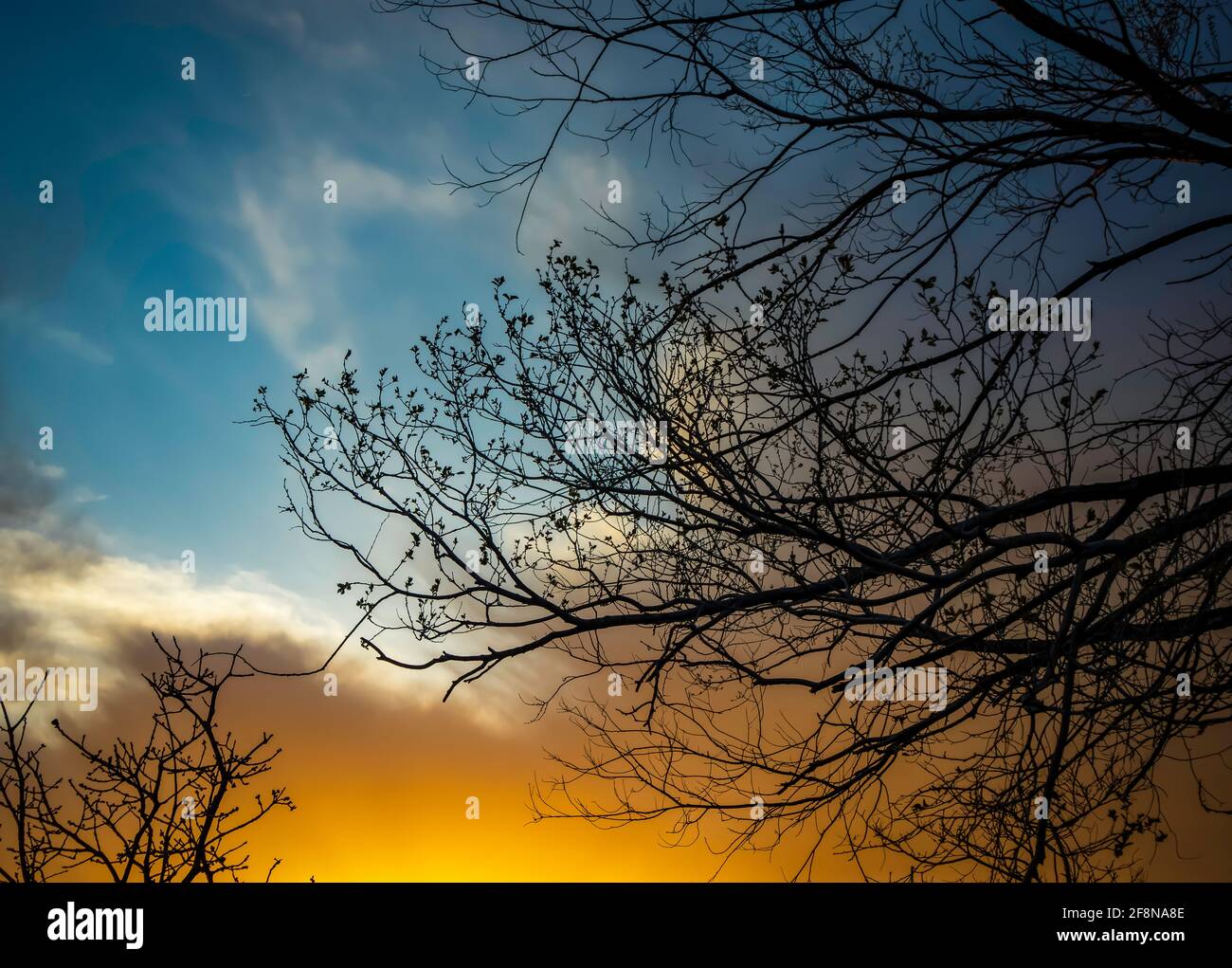 Branches contrast hi-res stock photography and images - Alamy