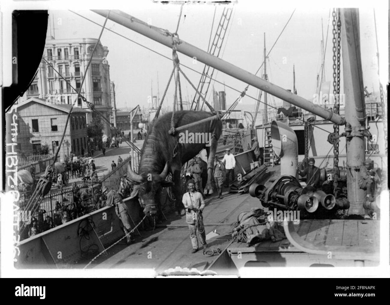 Constantinople Loading up buffalos; Constantinople, present-day ...