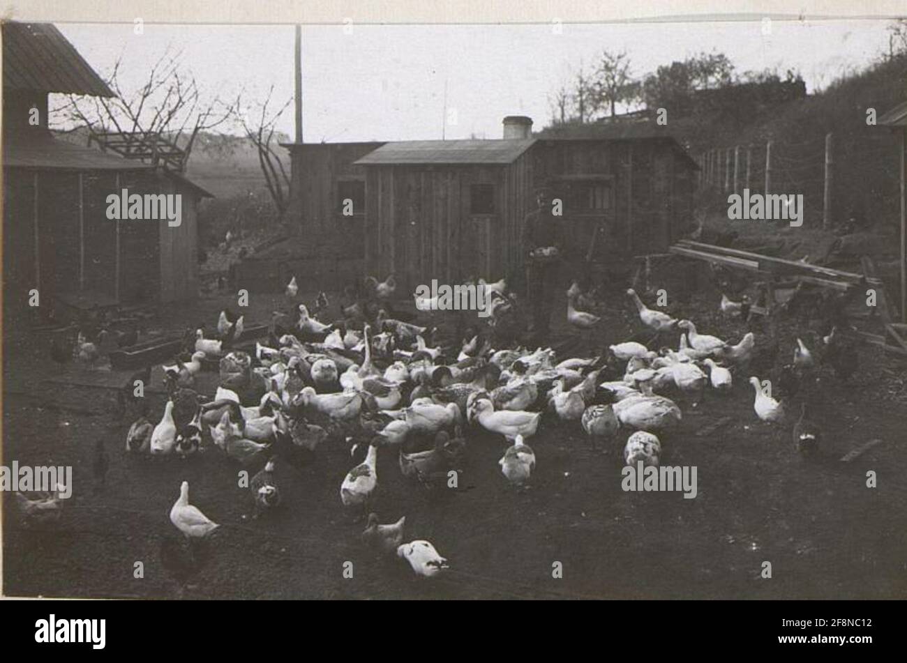 Poultry farming at the 4th Army Command in Vladimir Wolinsky Stock ...