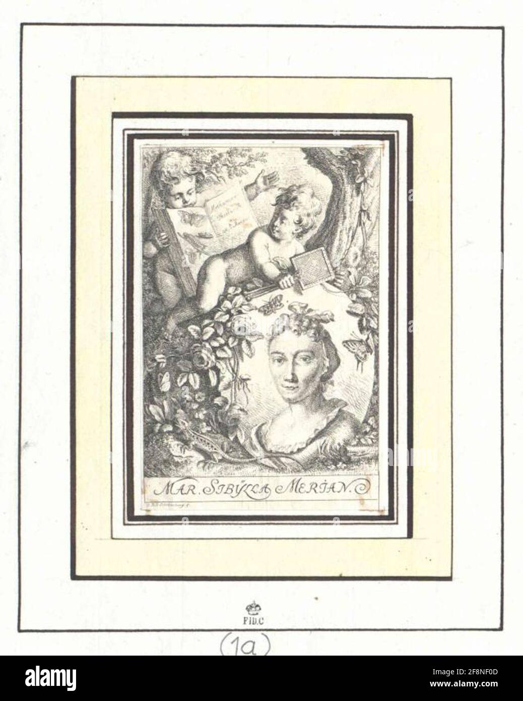 Merian, Maria Sibylla Eraser: Schellenberg, Johann Rudolf (1740 Stock ...