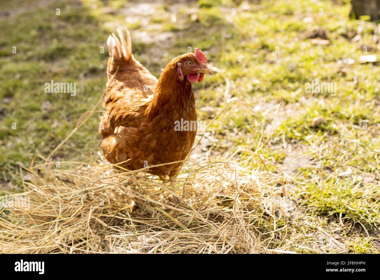 Closeup of a rooster in a farm field under the sunlight in the ...