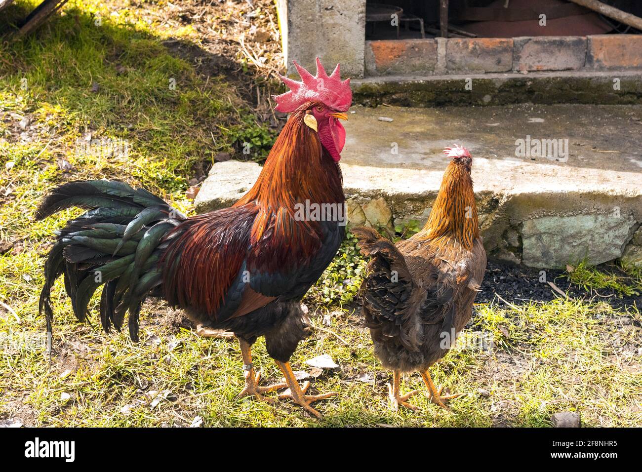 Closeupof roosters in a farm field under the sunlight in the ...