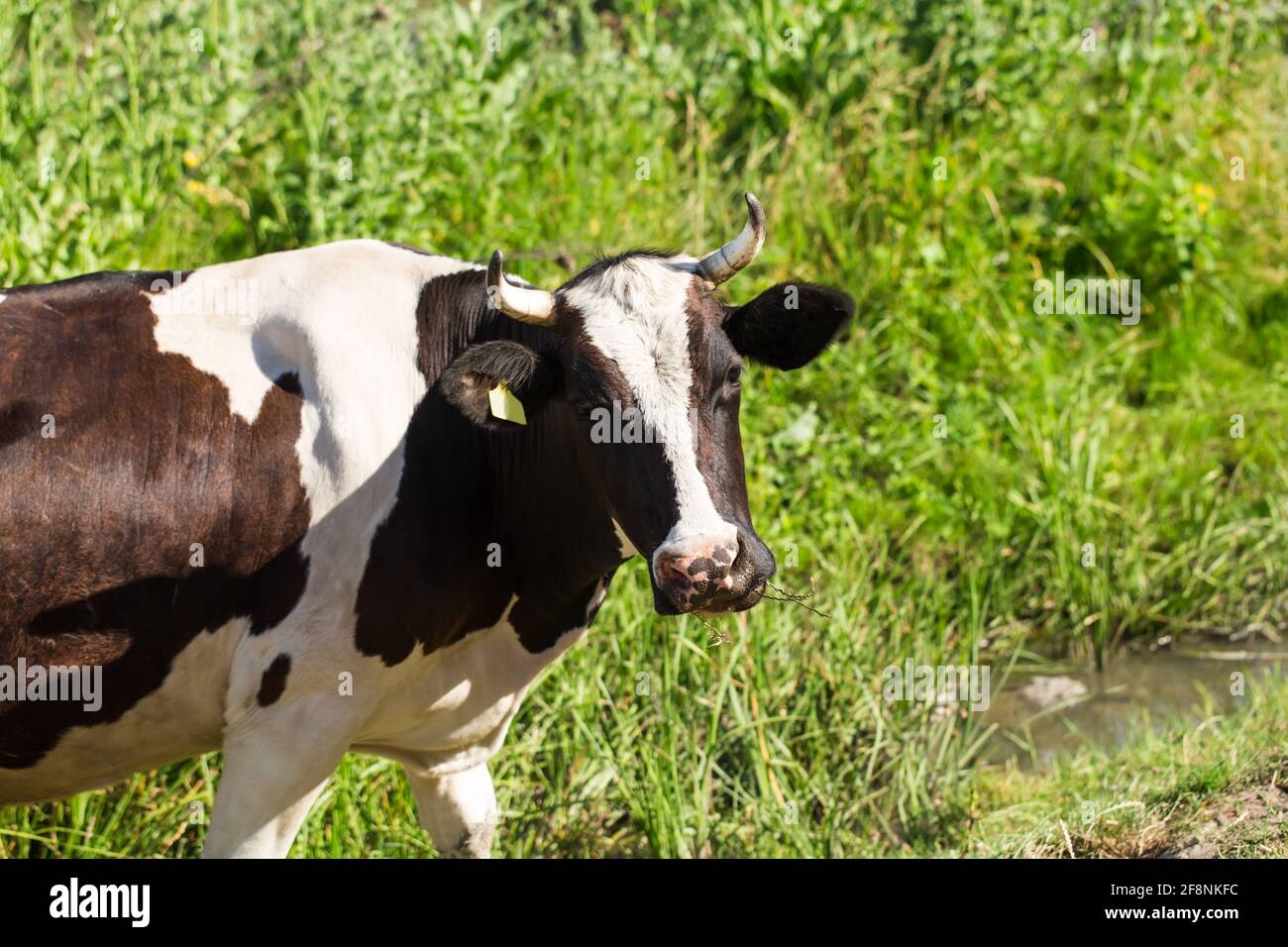 Half cow hi-res stock photography and images - Alamy