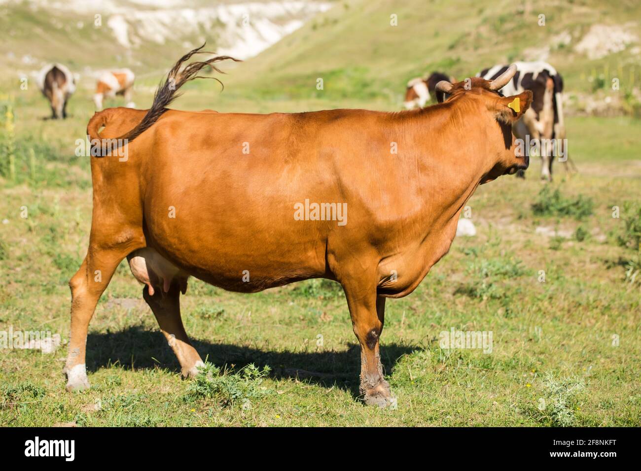 Brown dairy cow hi-res stock photography and images - Alamy