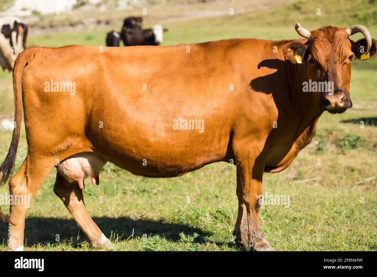Brown dairy cow hi-res stock photography and images - Alamy