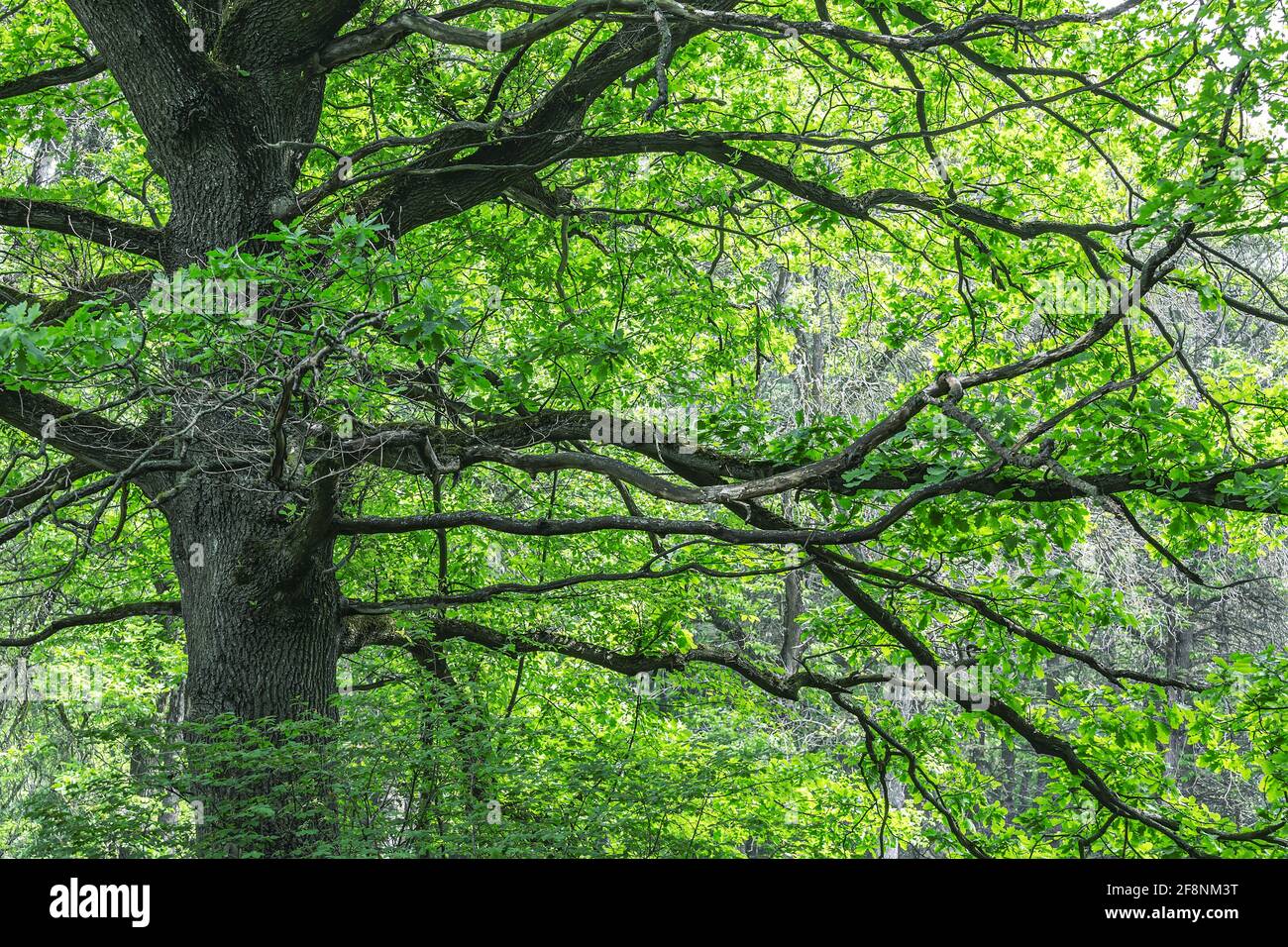 mossy trunk and twisted limbs of a towering old oak tree in spring park ...