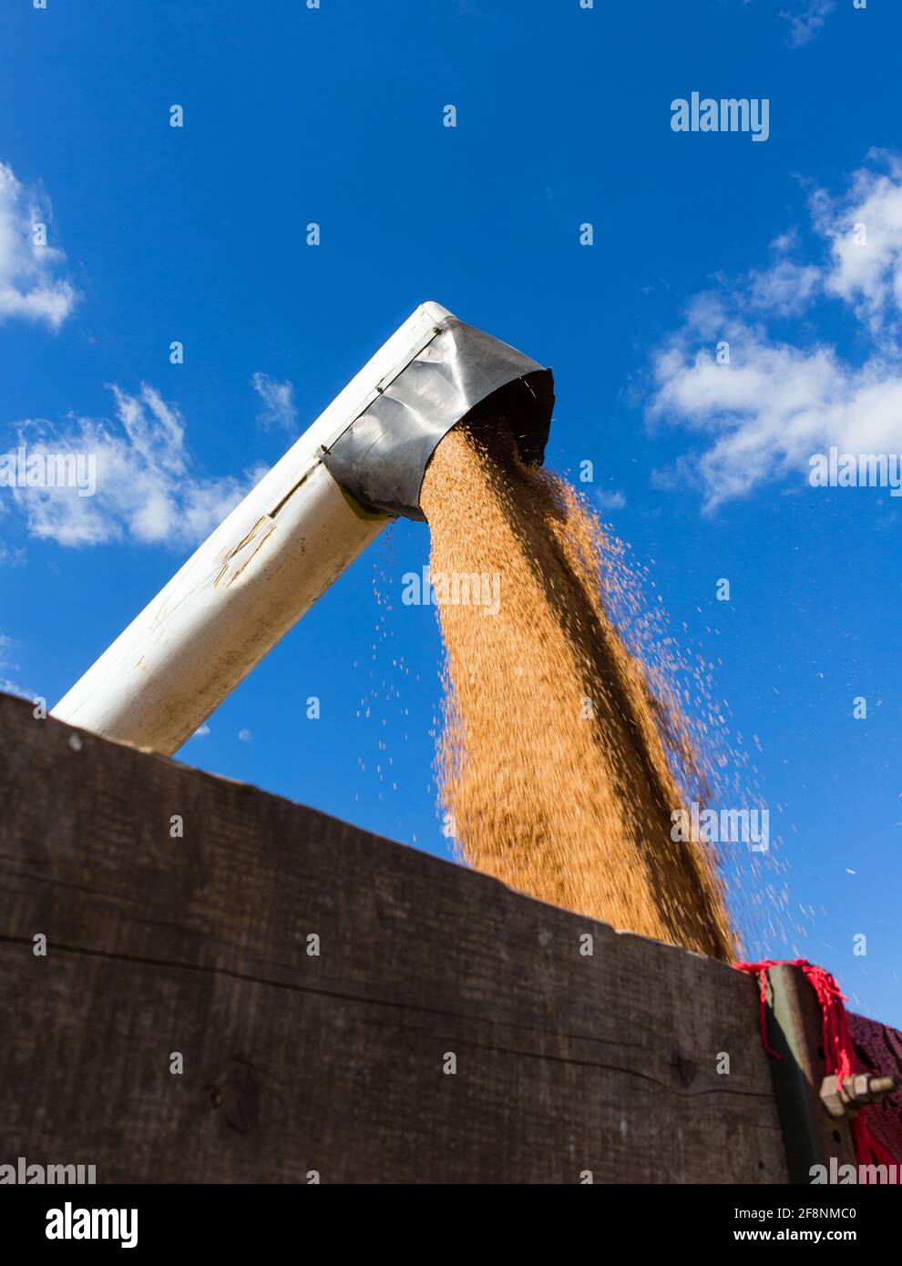 Harvest machine loading seeds in to trailer at summer day Stock Photo ...