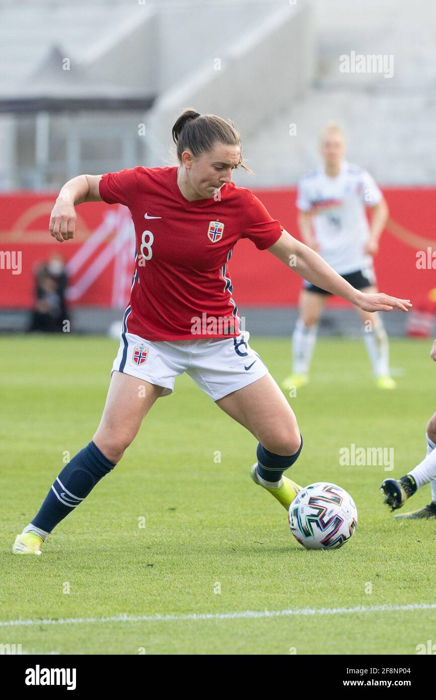 Vilde boe risa hi-res stock photography and images - Alamy