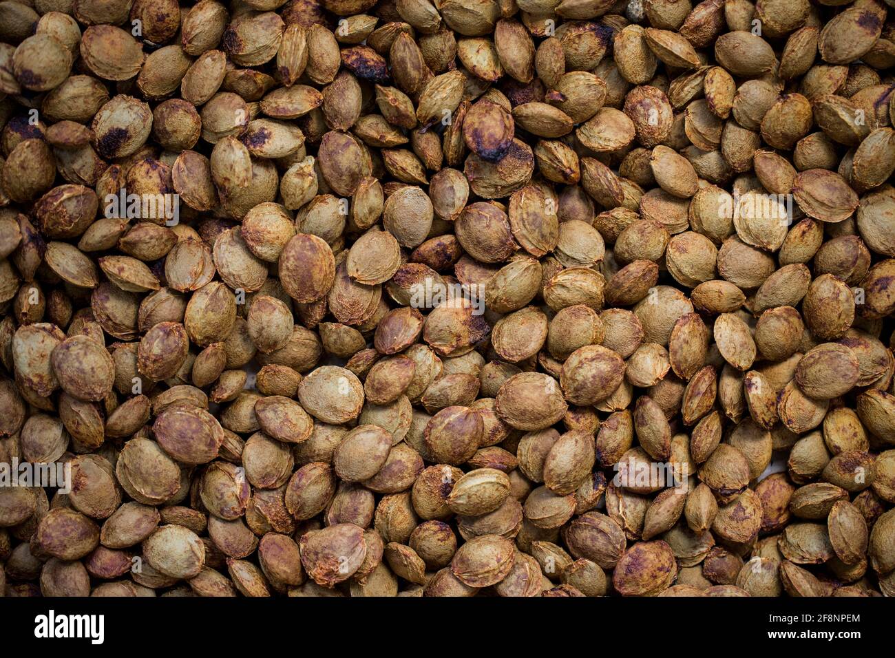 Background of peeled drying apricot kernels Stock Photo - Alamy