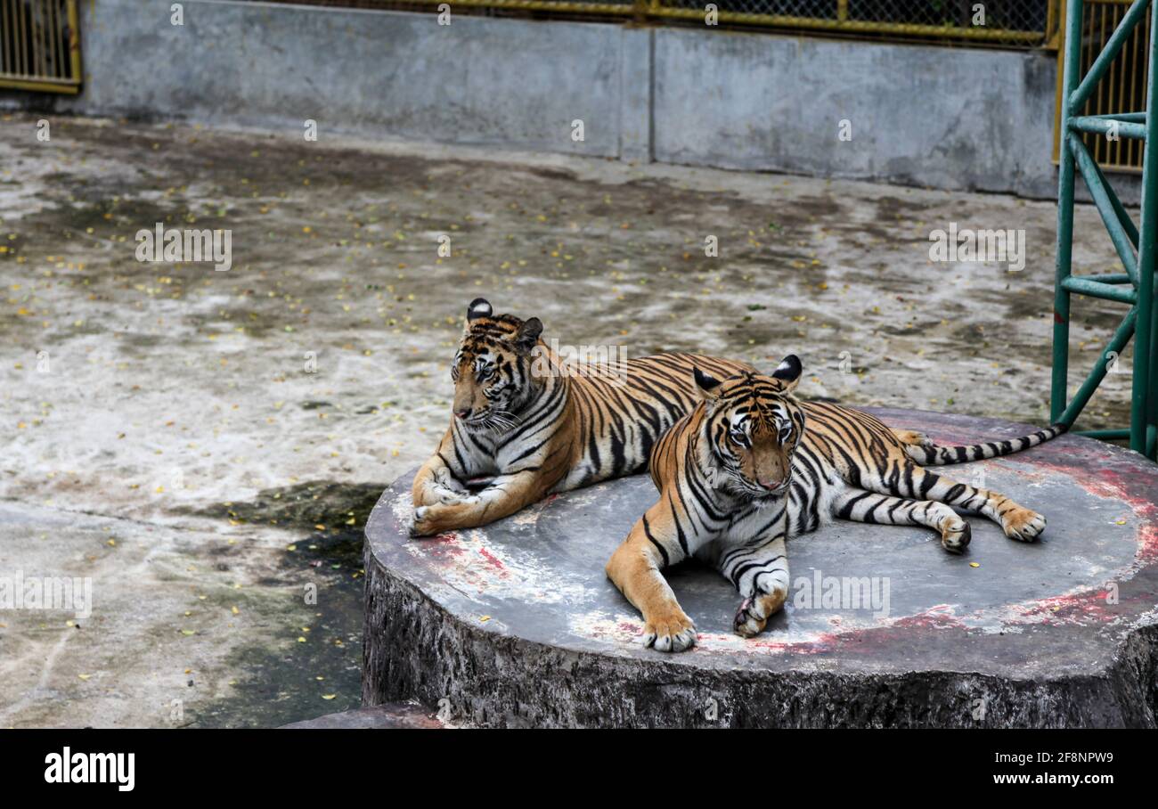 Tiger inside cage hi-res stock photography and images - Alamy
