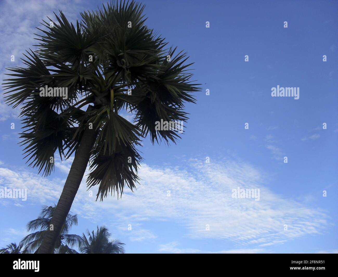 Talipot palm tree hi-res stock photography and images - Alamy