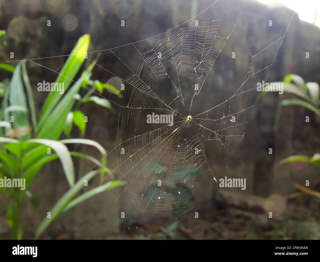 Cobweb swing hi-res stock photography and images - Alamy