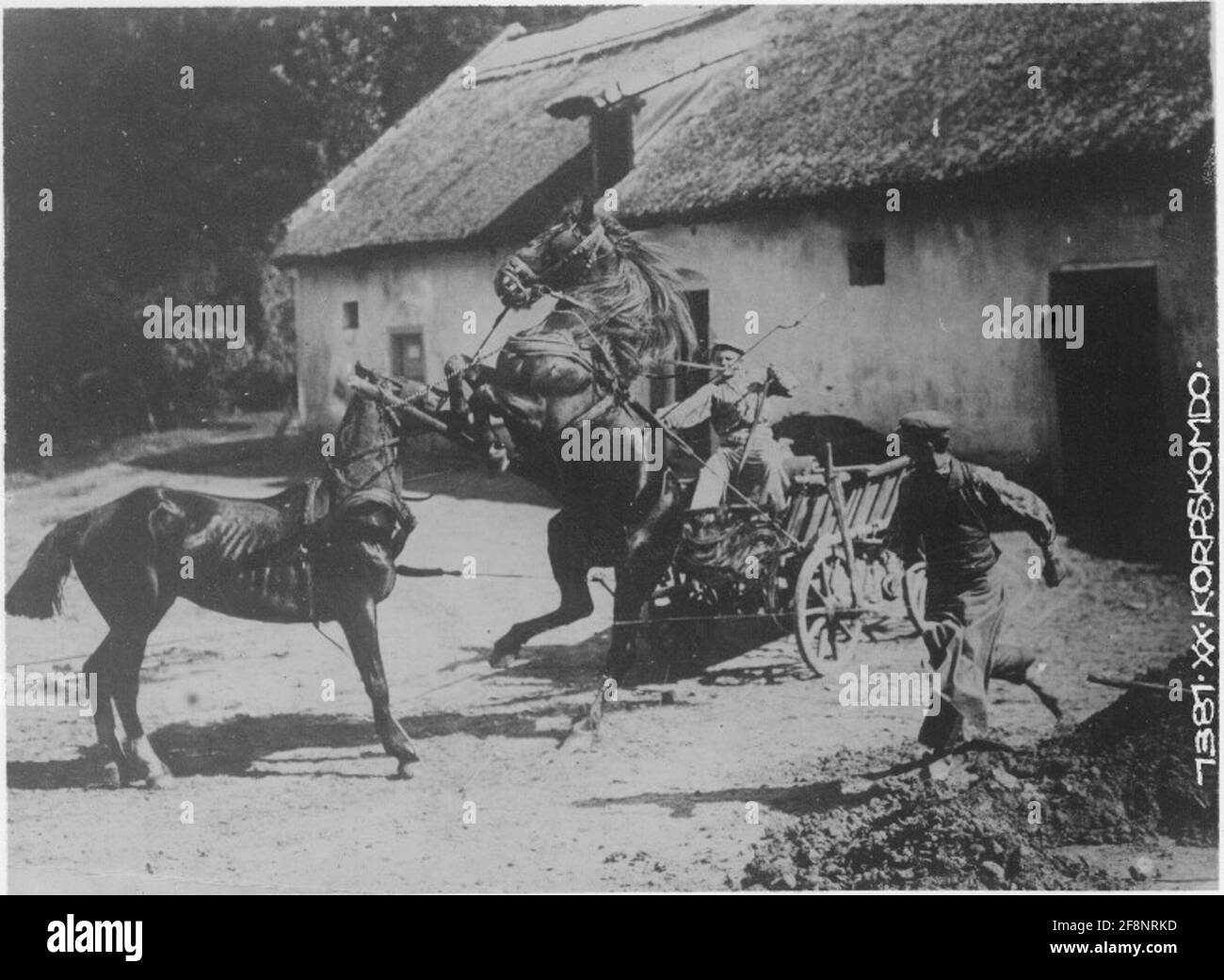 Frightened horse After an explosion; photographer: 20. Korpskommando ...