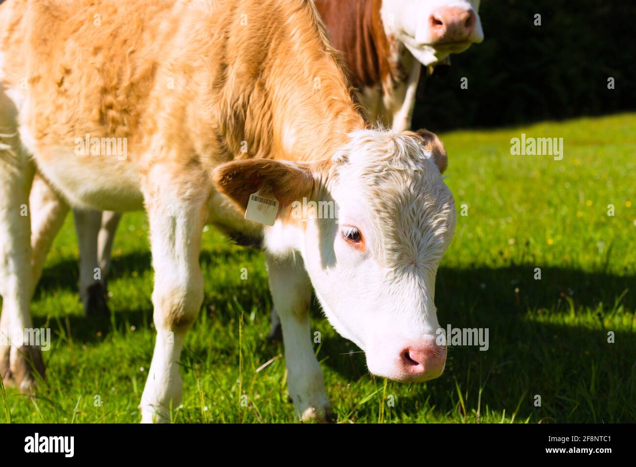 Cattle stand on a pasture in the mountains in summer Stock Photo - Alamy