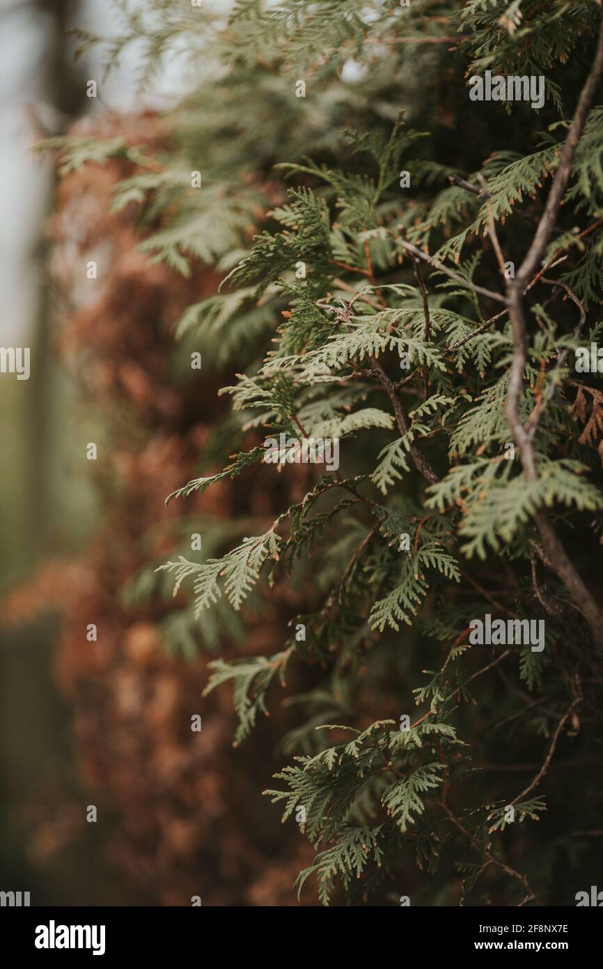 Vertical shot of green leaves on a tree in a forest with blurred orange ...