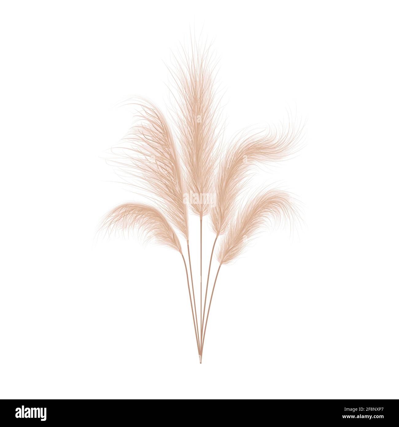 Pampas Grass Collection Floral Ornament Elements In Boho Style Vector