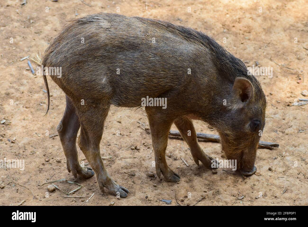 Newborn brown wild boar sniffing the dry ground Stock Photo - Alamy