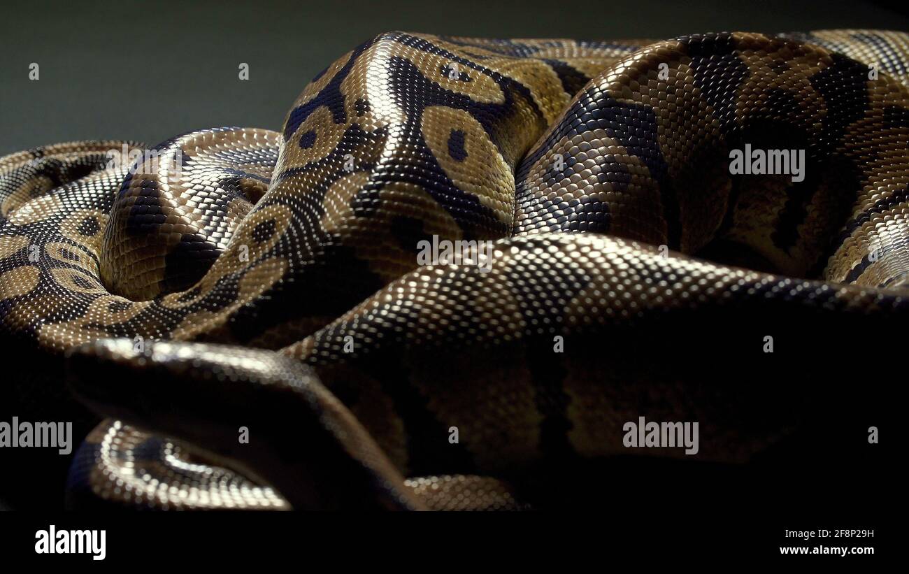 Photo of royal python on dark texture Stock Photo - Alamy