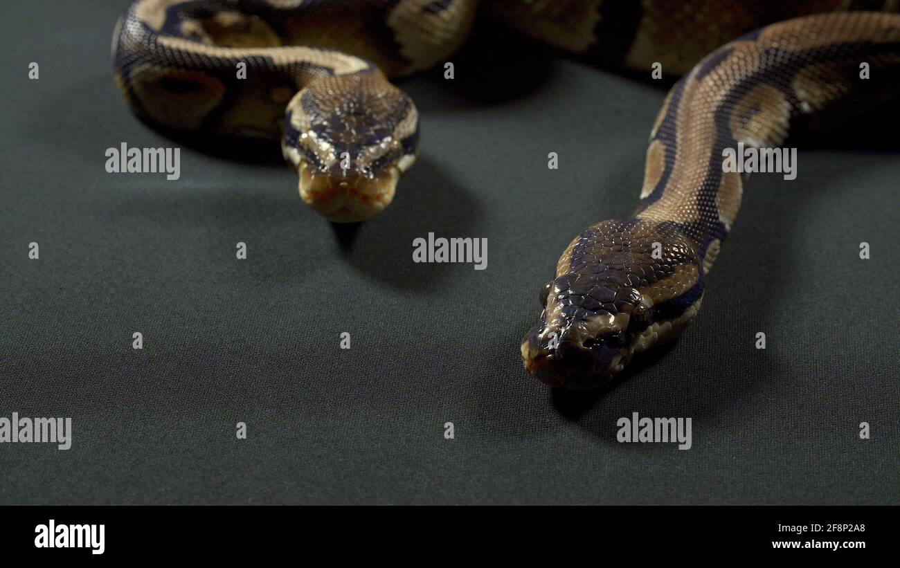 Photo of ball royal python on black texture Stock Photo - Alamy