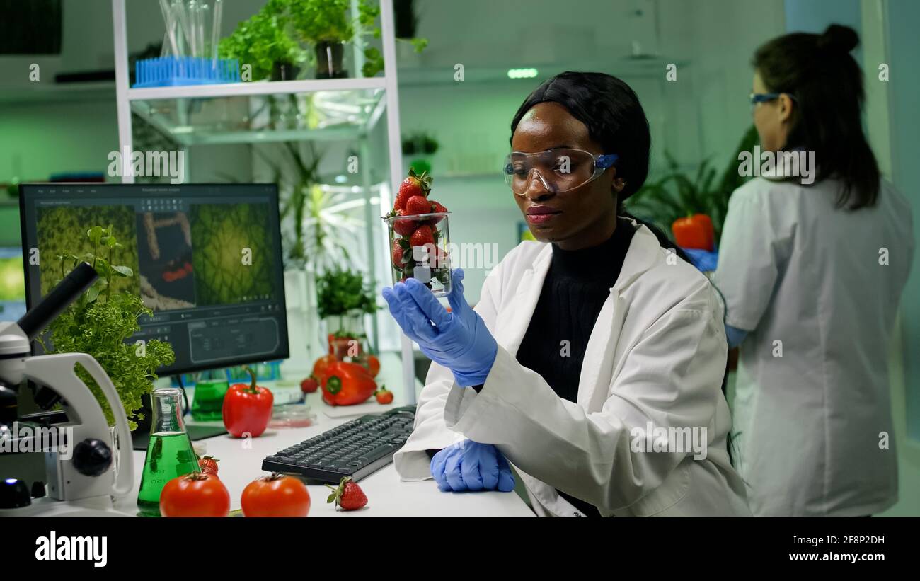 Biologist researcher looking at organic strawberry examining fruits for ...
