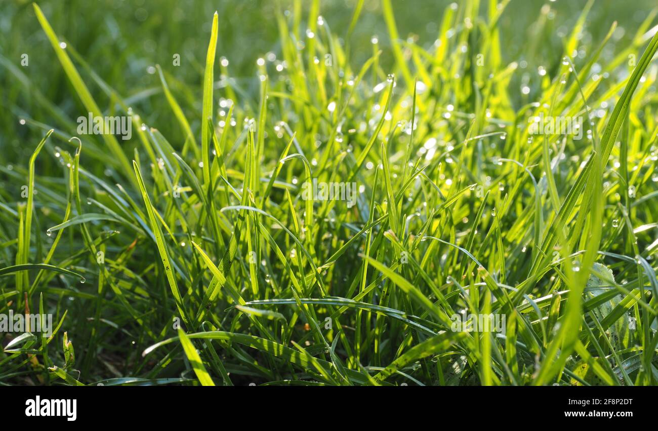 Grass or meadow background with morning backlight, natural header or ...