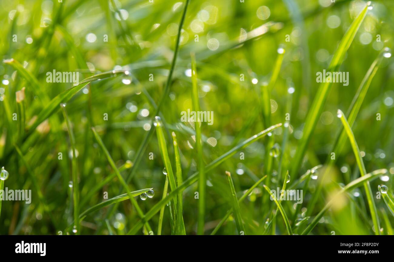 Grass or meadow background with morning backlight, natural header or ...