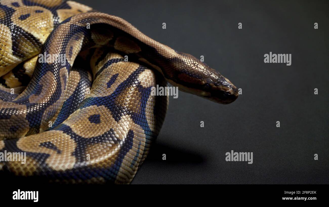 Royal python hi-res stock photography and images - Alamy