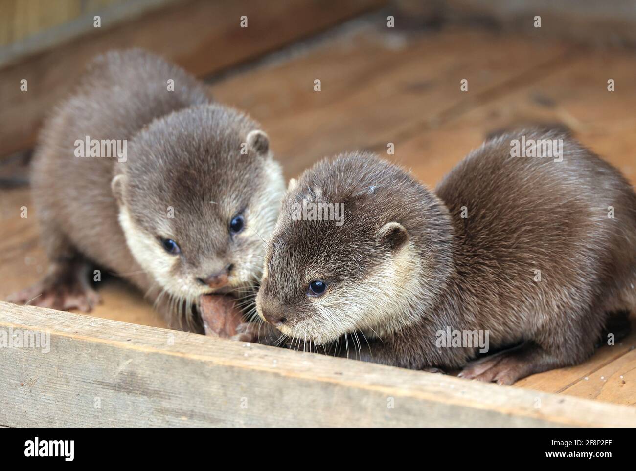 Japanese River Otter