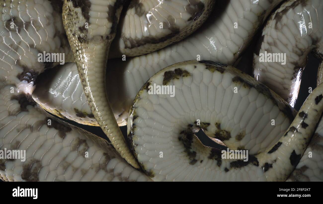 Royal phyton hi-res stock photography and images - Alamy