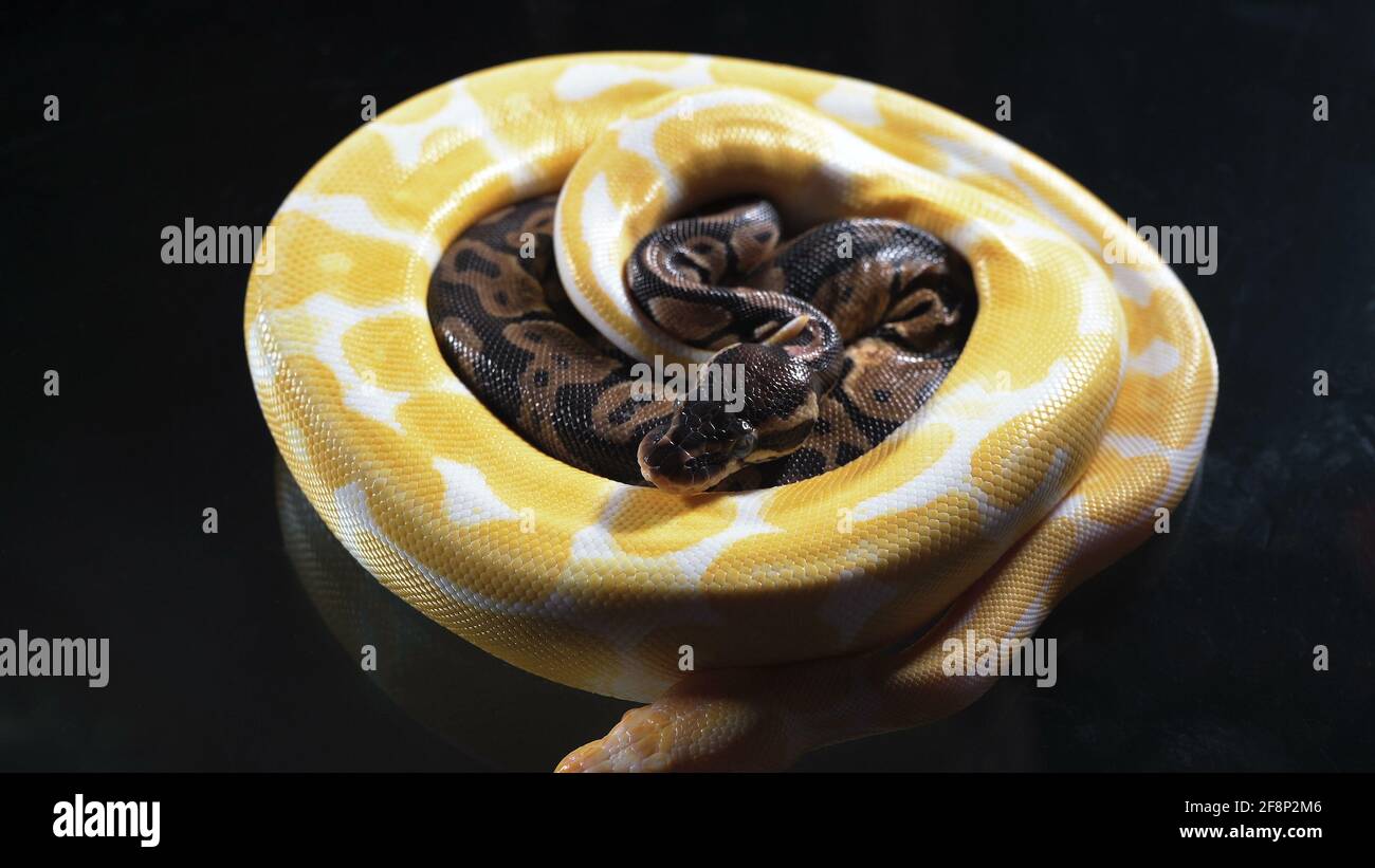 Photo of small albino and ball royal phyton on dark glass Stock Photo ...