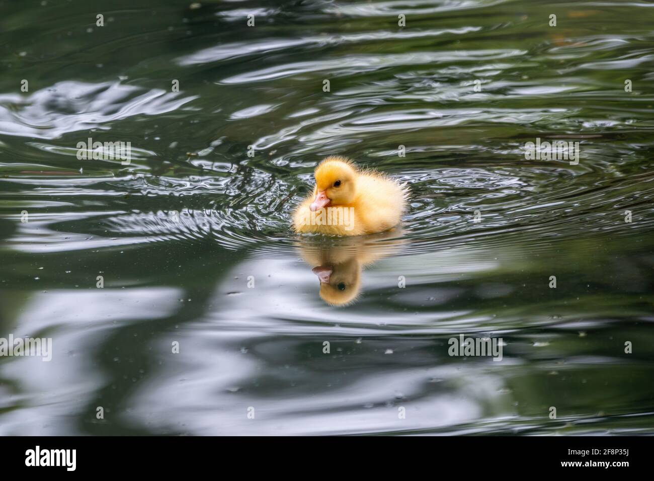 Cute little duckling swimming alone in a lake with green water ...