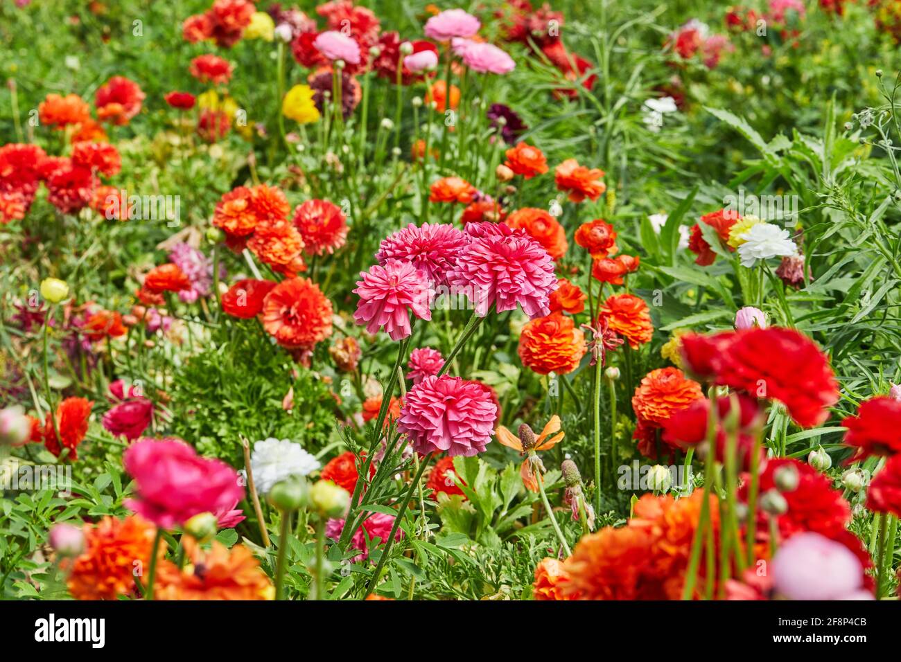 Collecting beautiful colorful flowers on the farm in the greenhouse is ...