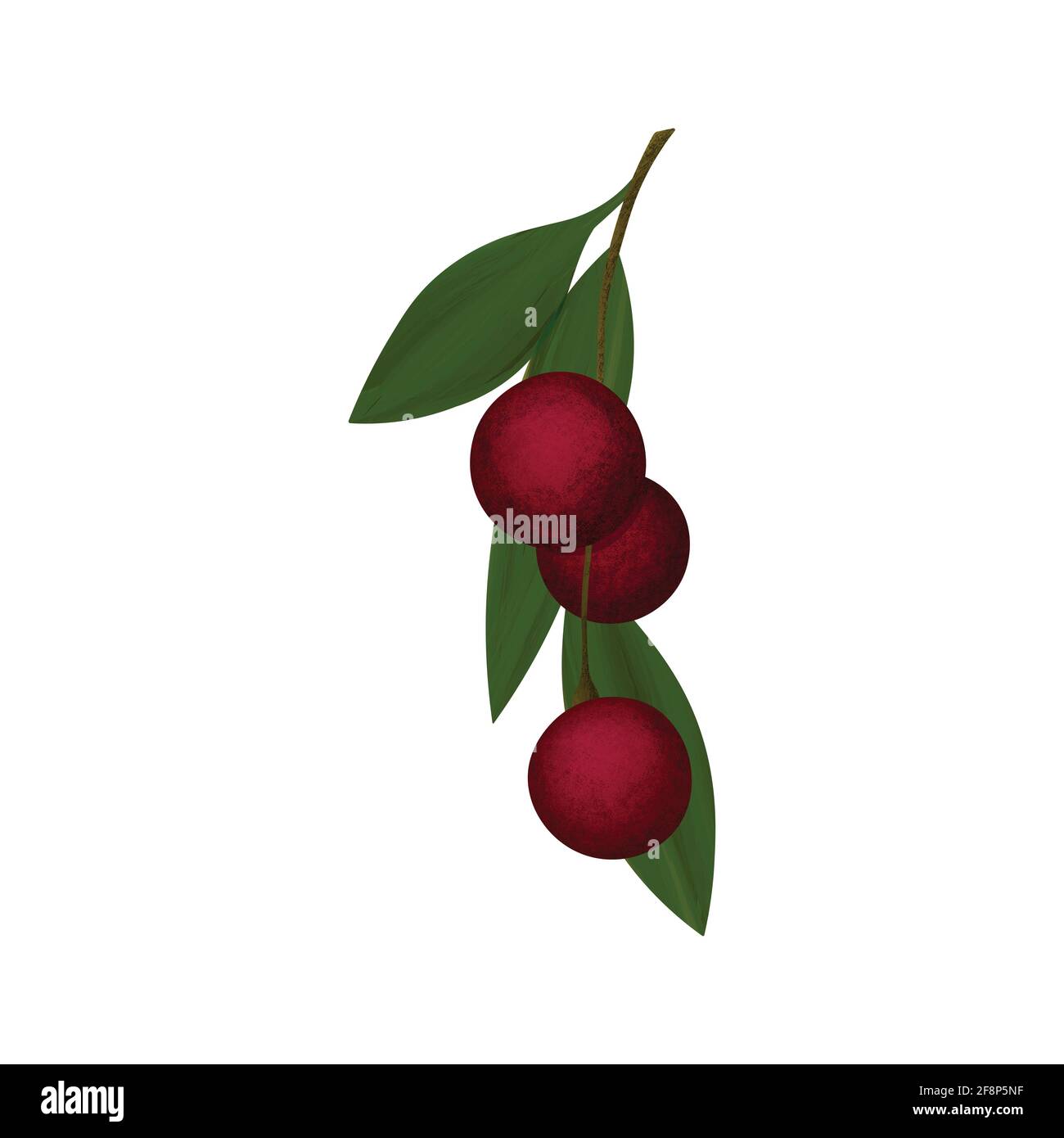 Plums on white background. Natural fresh ripe tasty berry. Template ...