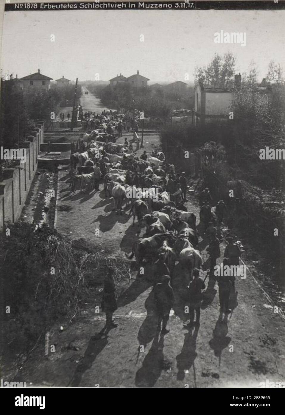 Battle cattle hi-res stock photography and images - Alamy