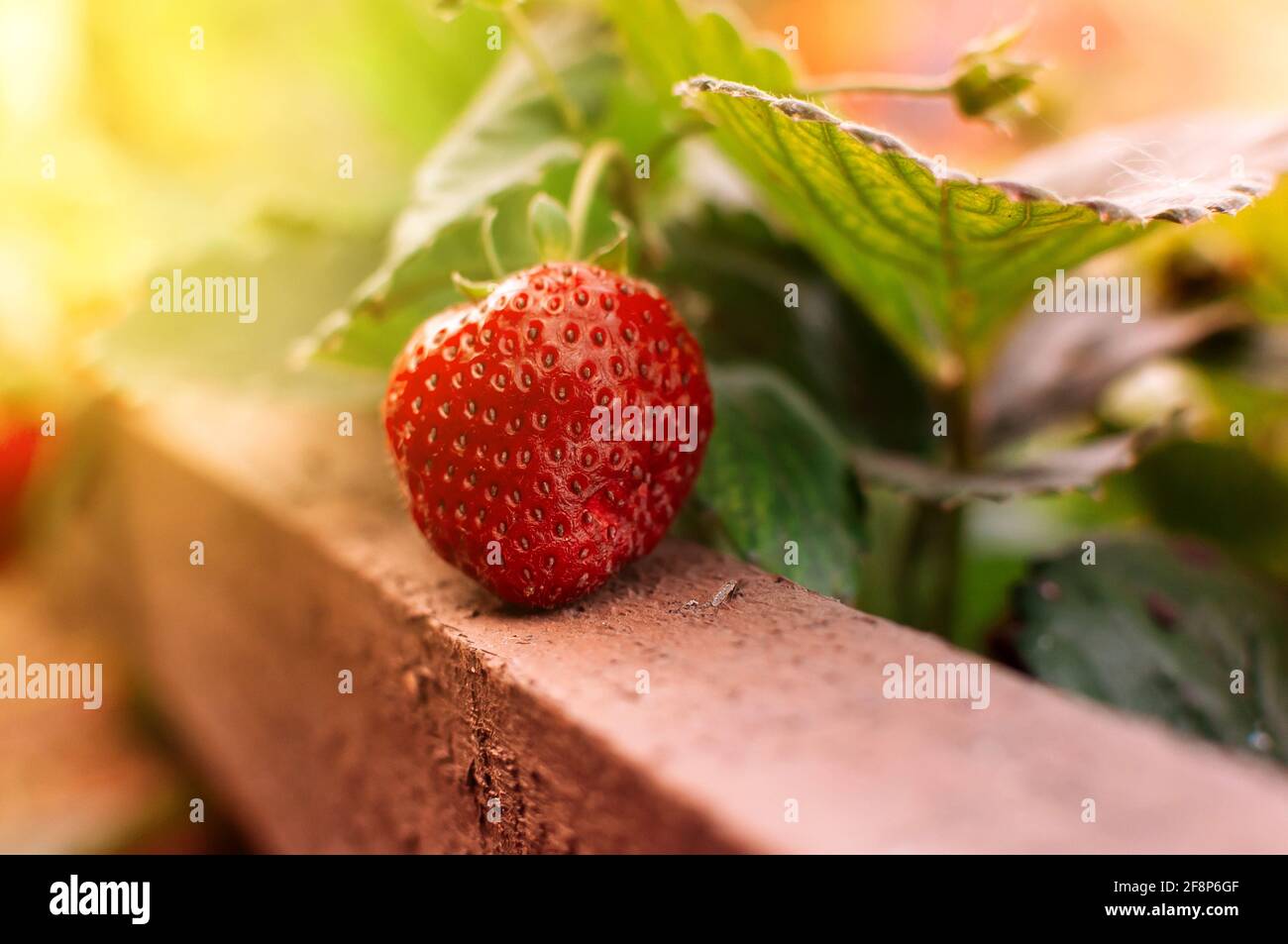 Close up ripe strawberries in vegetable garden with blurred green ...