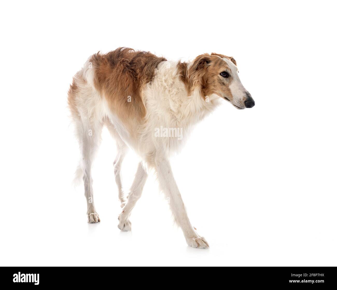 young borzoi in front of white background Stock Photo - Alamy