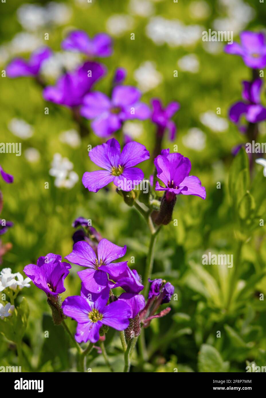 Wildflowers growing in the summer sun Stock Photo - Alamy