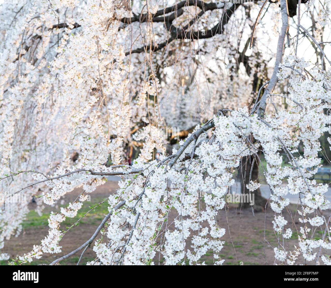 Nyc central park spring hi-res stock photography and images - Alamy