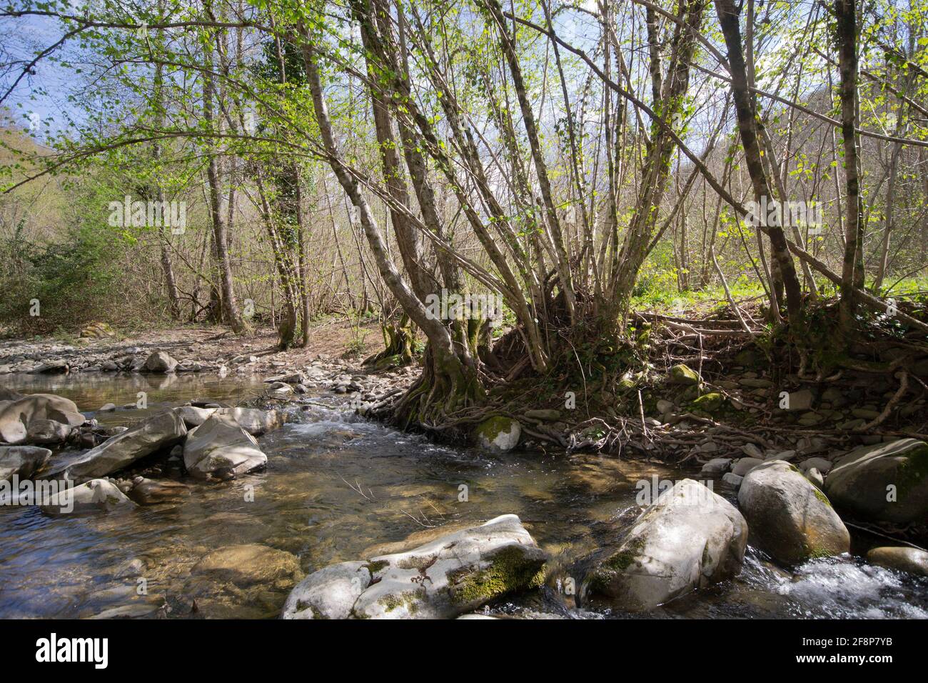 Stream flowing through the forest in early spring Keywords Stock Photo ...
