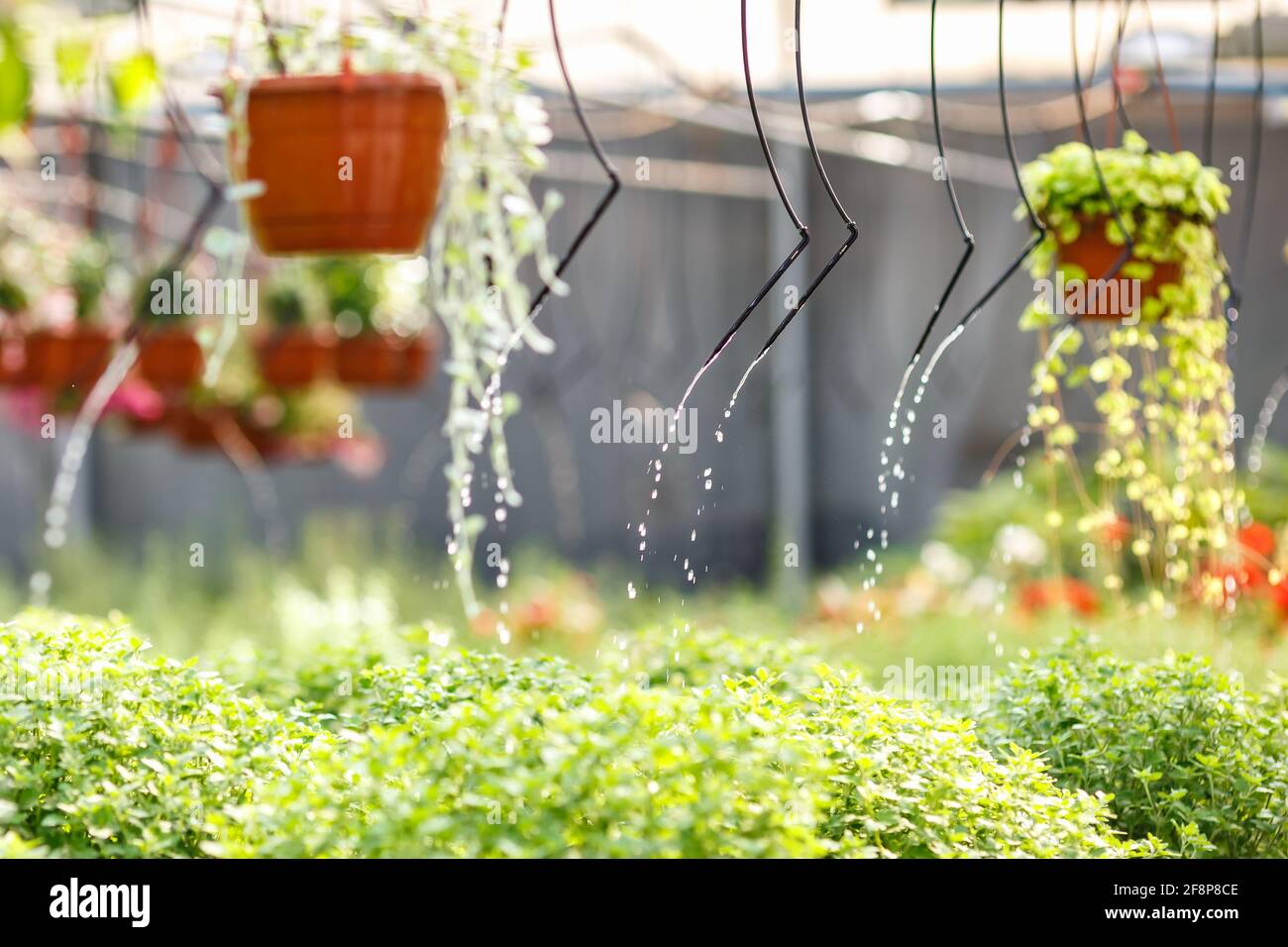 drip irrigation system for plants in the greenhouse Stock Photo - Alamy