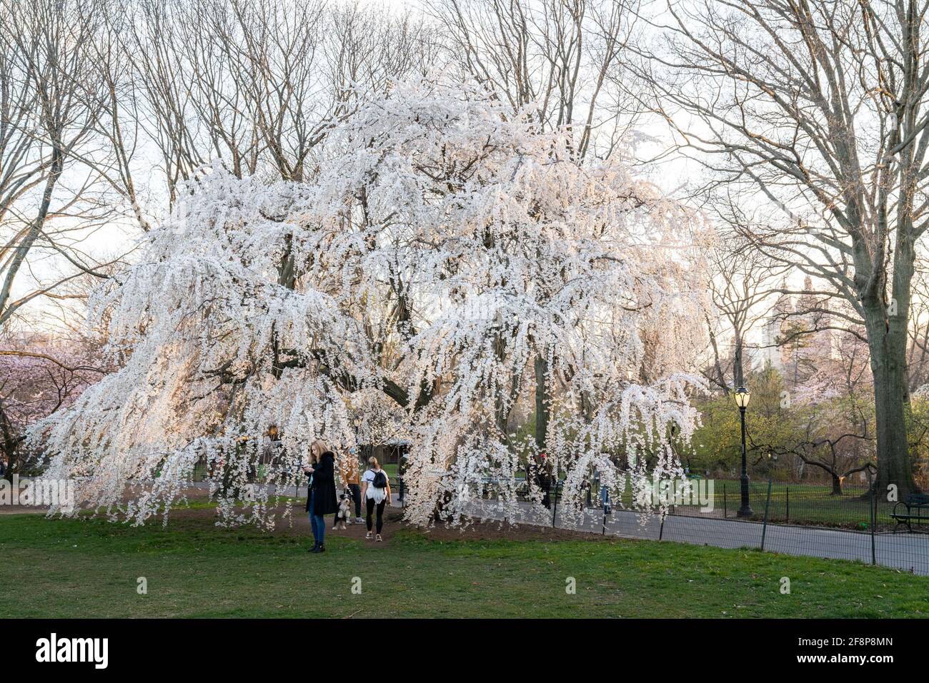 Beautiful trees blossoming in Central Park during Spring in New York ...
