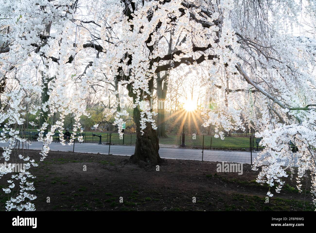 Beautiful trees blossoming in Central Park during Spring in New York ...