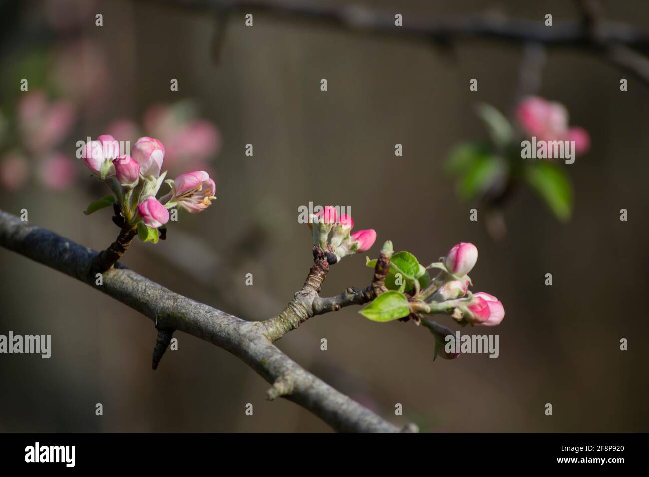 Branch with first flower buds in spring on young tree hi-res stock ...
