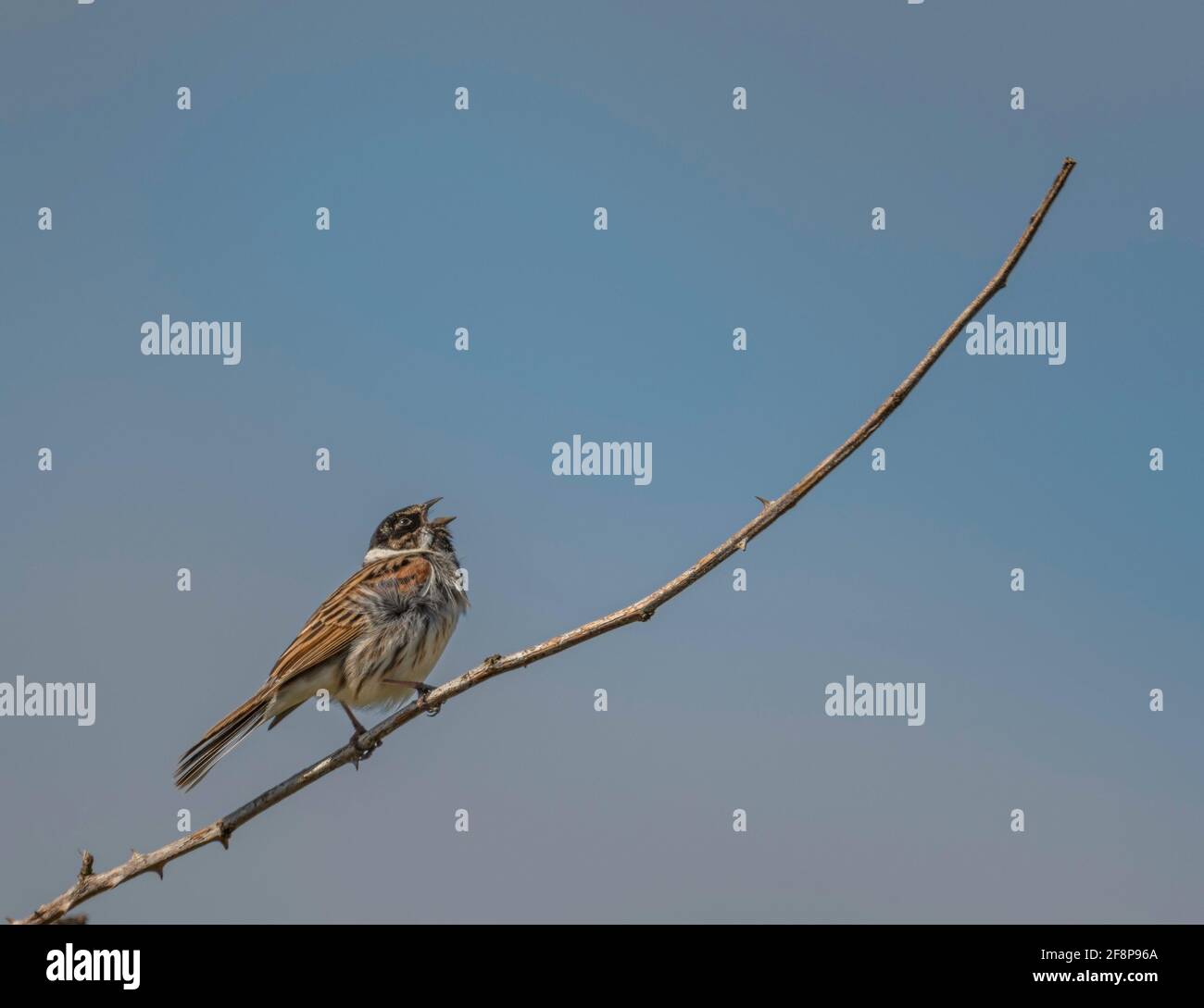 Bramble Bird High Resolution Stock Photography and Images - Alamy