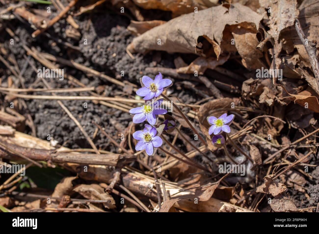 Close up view of a cluster of uncultivated native sharp-lobed Hepatica ...