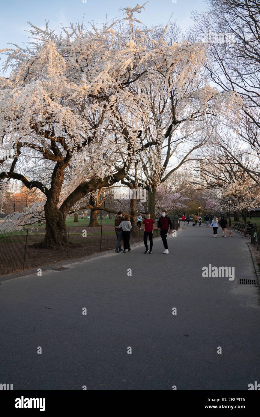 Beautiful trees blossoming in Central Park during Spring in New York ...