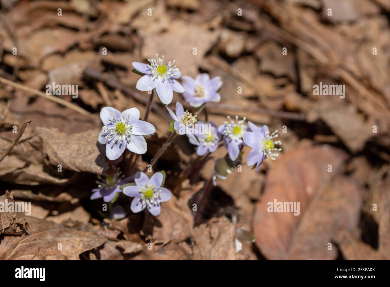 Close up view of a cluster of uncultivated native sharp-lobed Hepatica ...