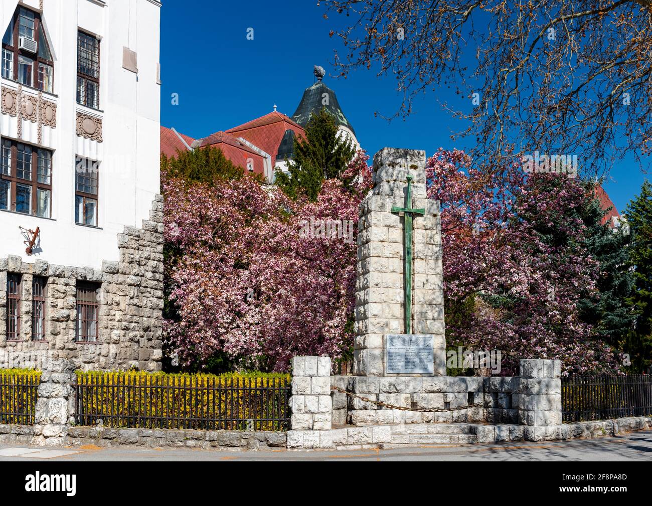 Splendid blooming lily tree in Pecs Hungary This amazing giant tree ...